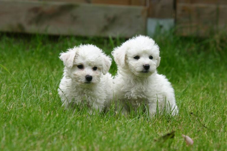 Bichon Frisé (bišon) | vše o psech v magazínu zoohit!