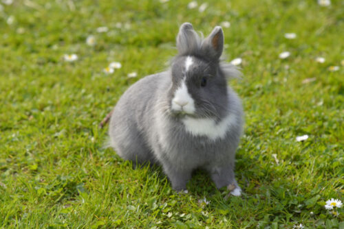 Králík: chov & tipy | v magazínu o malých zvířatech zoohit!