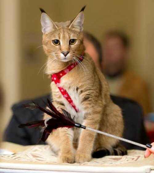 Karakat | informace & tipy v magazínu o kočkách zoohit!