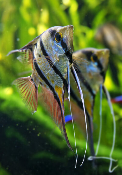 Skaláry | druhy akvarijních ryb v magazínu zoohit!