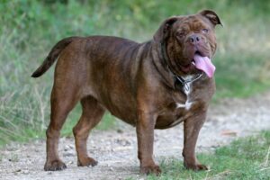 Staroanglický buldok