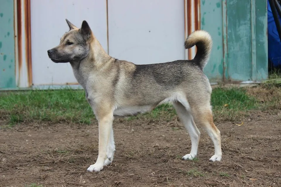 Kishu-inu | magazín zoohit